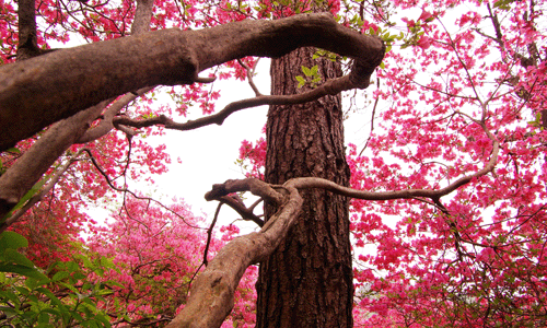 Dharma Theme: Great Ancestor Linji - Pacific Zen Institute